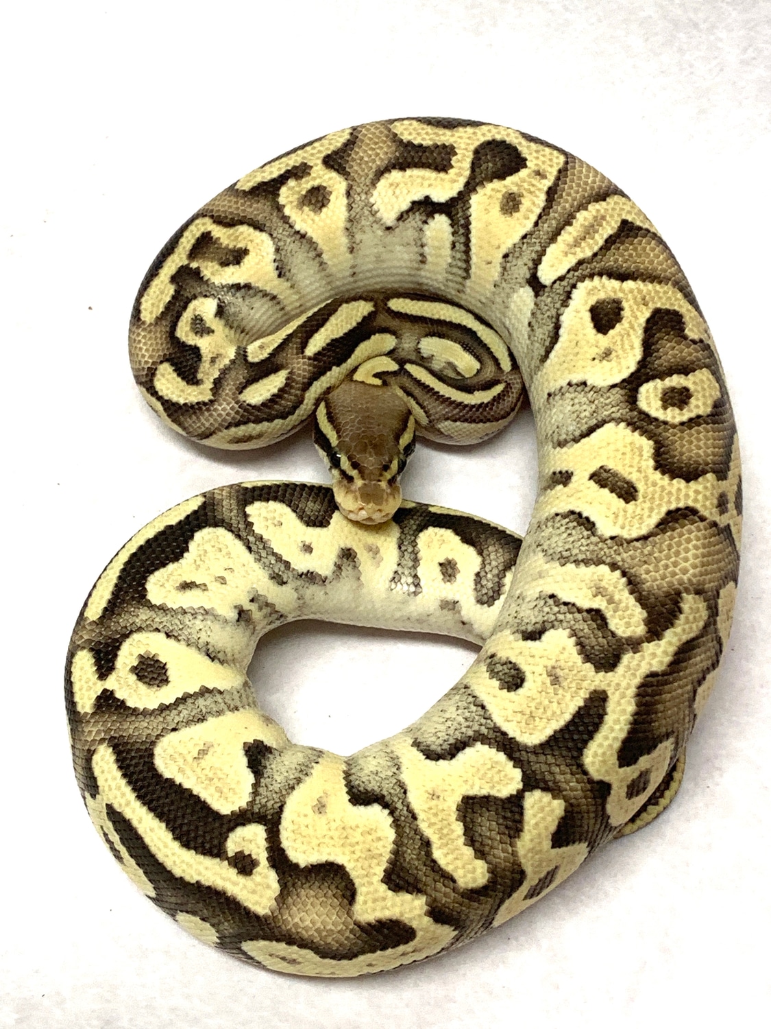 Pastave Disco Ball Python by RTLM Exotics - MorphMarket