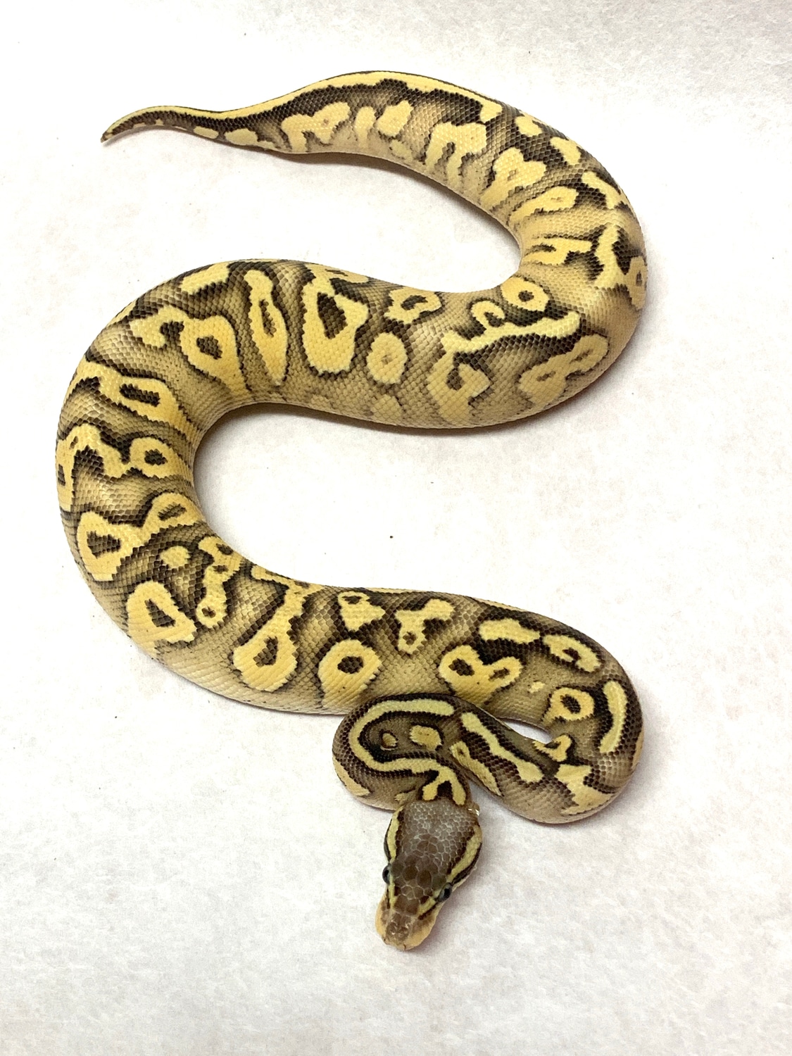 Super Pastel Mojave Yellow Belly Ball Python by RTLM Exotics - MorphMarket