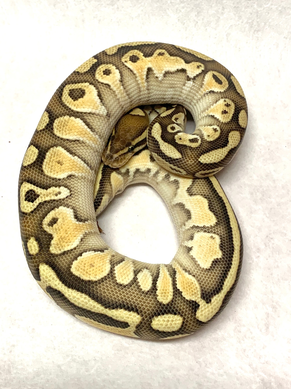 Lesser Orange Dream Ball Python by RTLM Exotics - MorphMarket