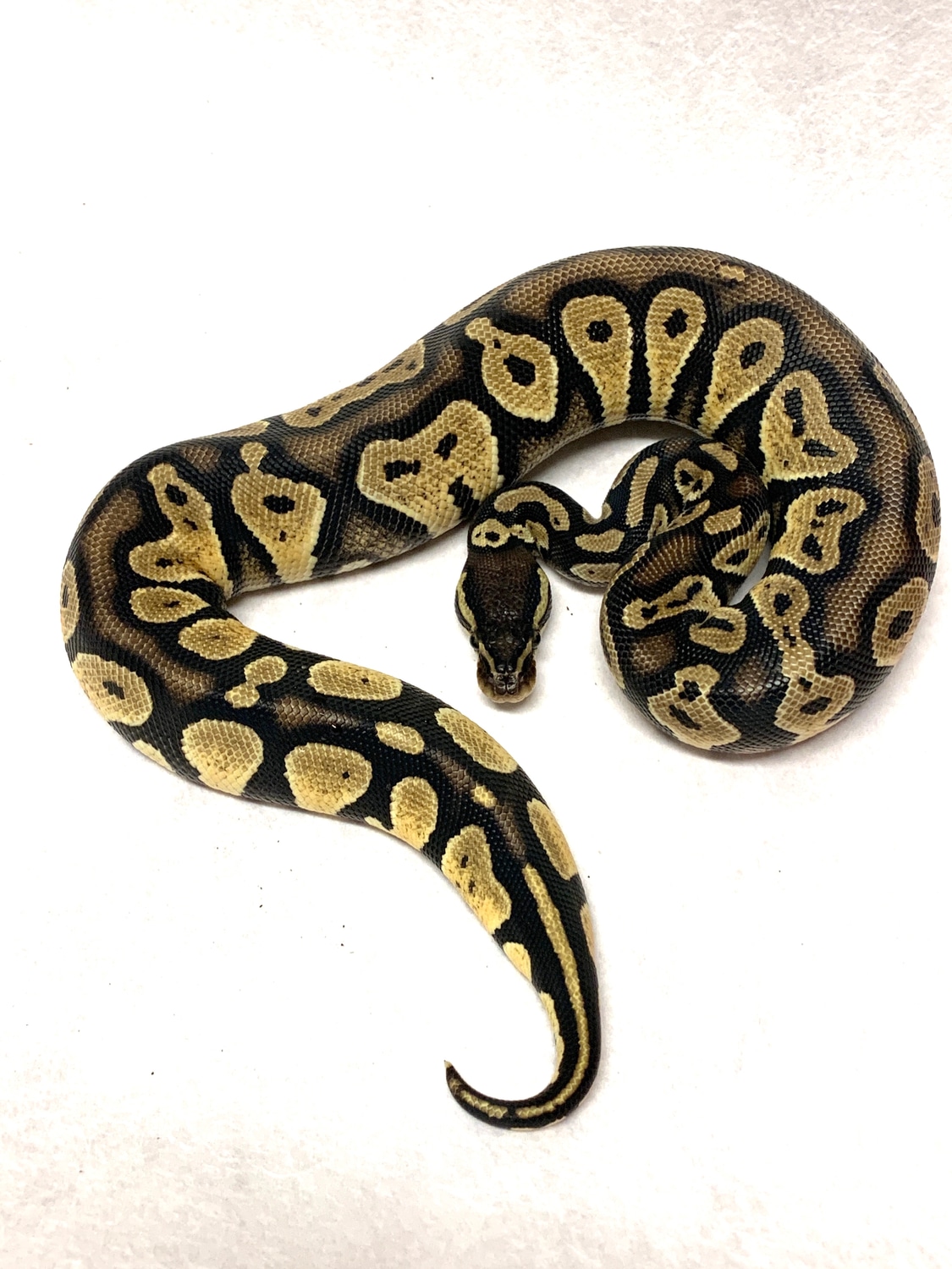 Pastel Blackhead 50% Het Hypo Ball Python by RTLM Exotics - MorphMarket