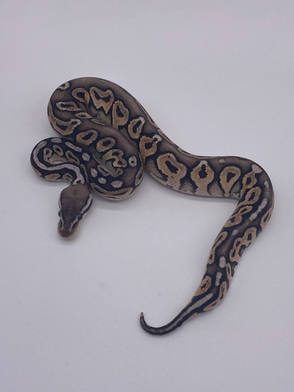 Black Pewter Het Orange Ghost Ball Python by RTLM Exotics