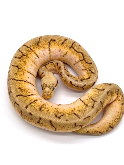 Spinner Blast Het Candy Ball Python by RTLM Exotics