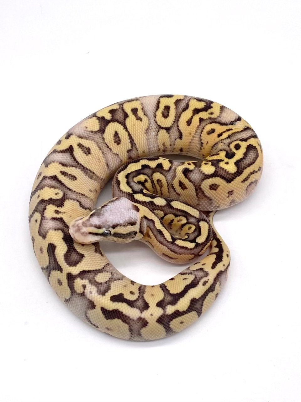 Superfly Yellow Belly Ball Python by RTLM Exotics - MorphMarket
