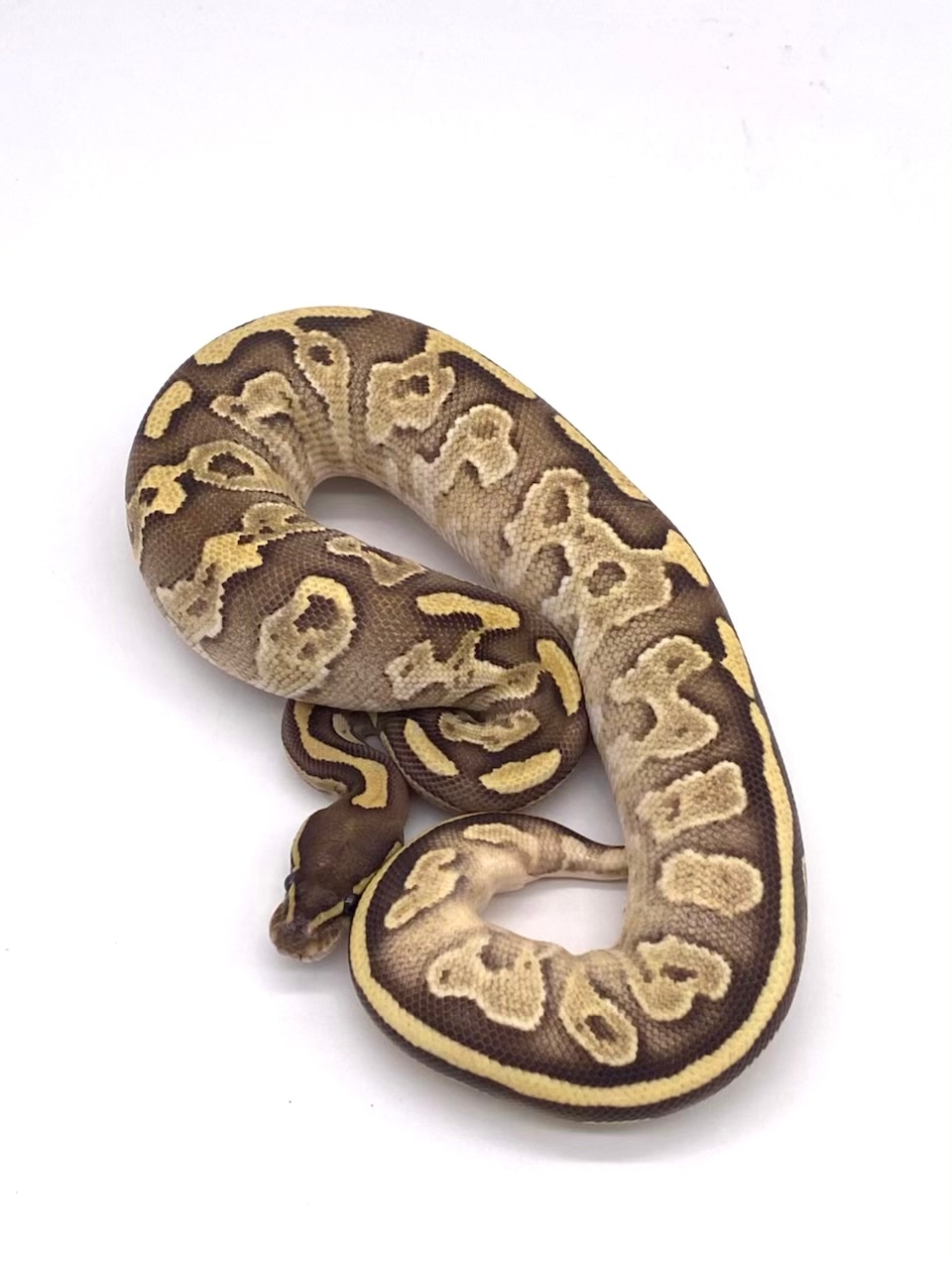 Mojave Fire Yellow Belly Ball Python by RTLM Exotics - MorphMarket