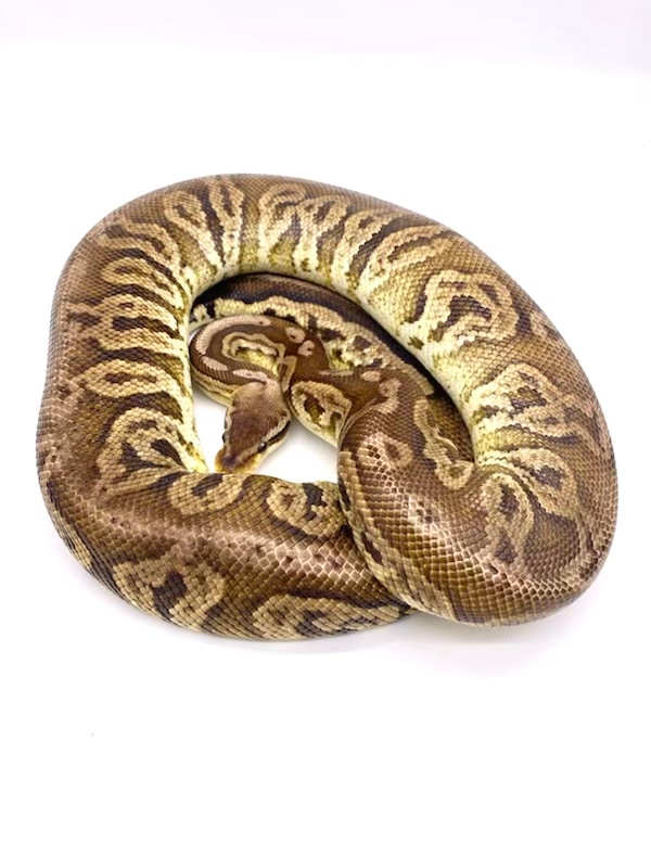 Black Pewter Ball Python by RTLM Exotics - MorphMarket