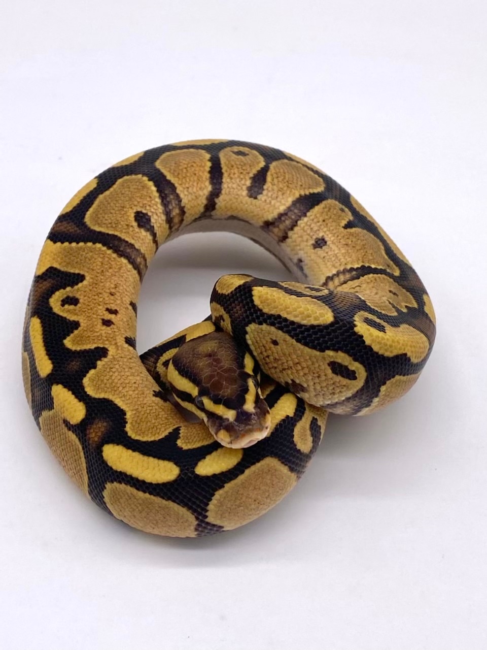 Fire Het Clown Ball Python by RTLM Exotics - MorphMarket