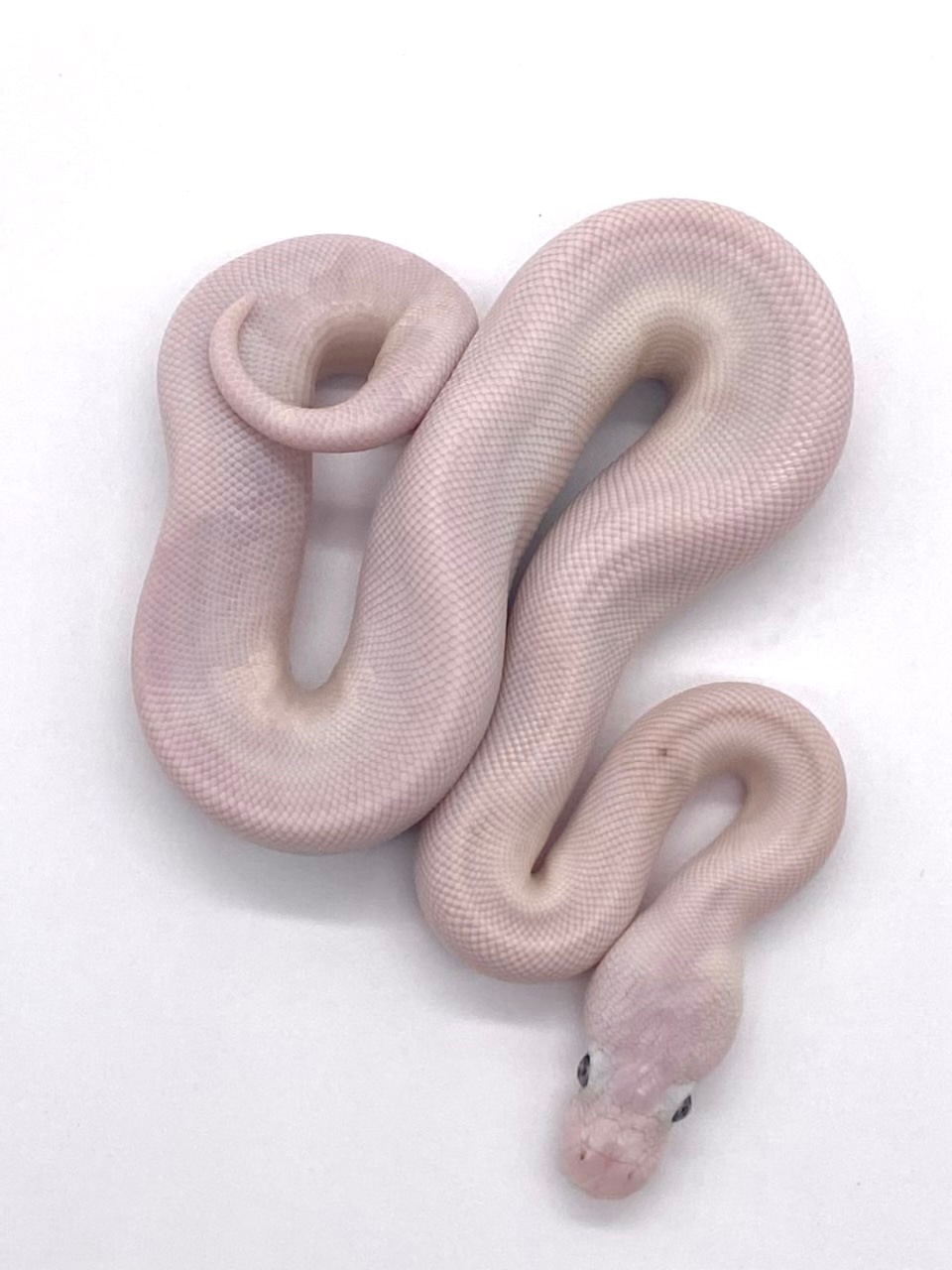 Mojave Lesser Probable Mahogany Cinnamon 50% Double Het Albino/pied ...
