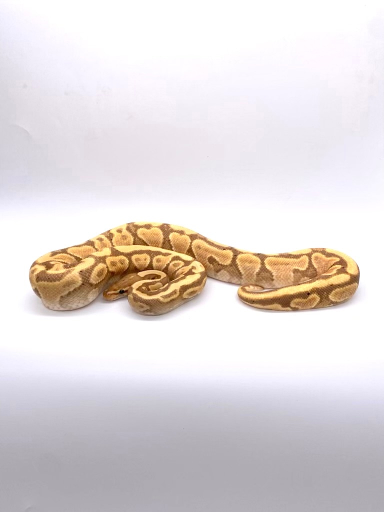 Banana Yellow Belly Ball Python by RTLM Exotics - MorphMarket