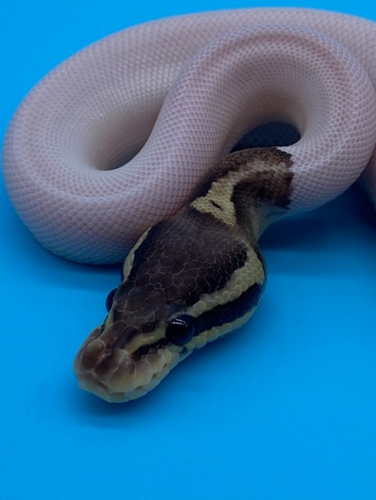 Black Pewter Vanilla Pied Ball Python by RTLM Exotics
