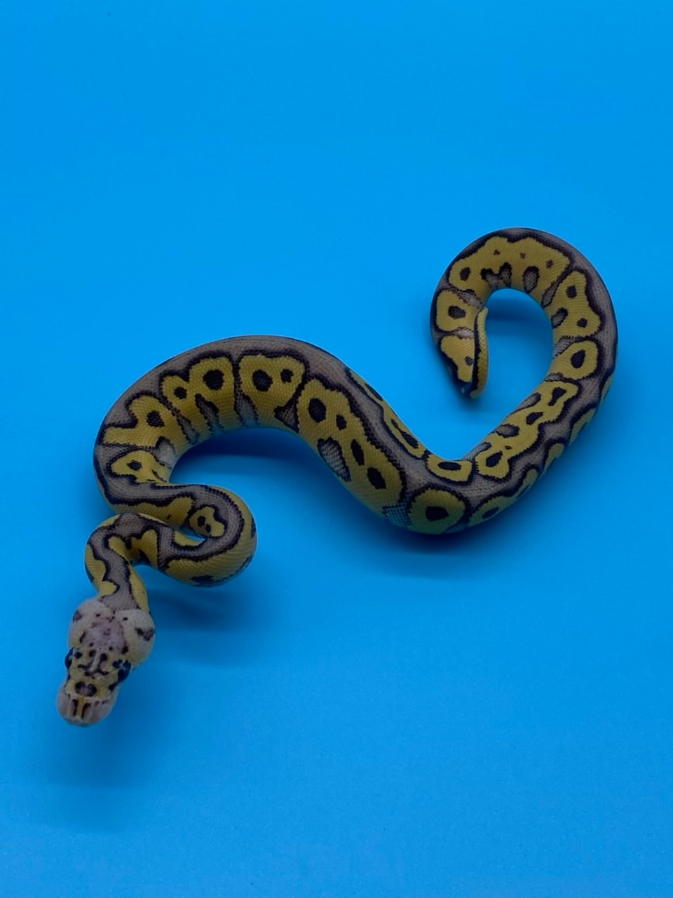 Killer Clown Ball Python by RTLM Exotics - MorphMarket