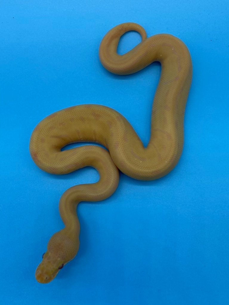 Candy Leopard Pinstripe Ball Python by RTLM Exotics - MorphMarket