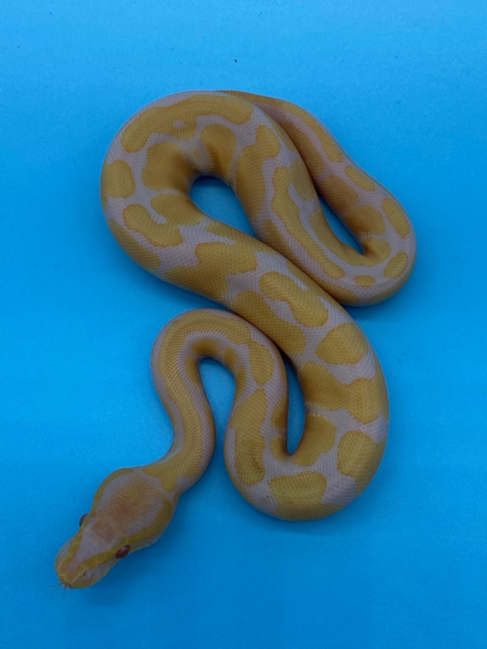 Candy Ball Python by RTLM Exotics - MorphMarket