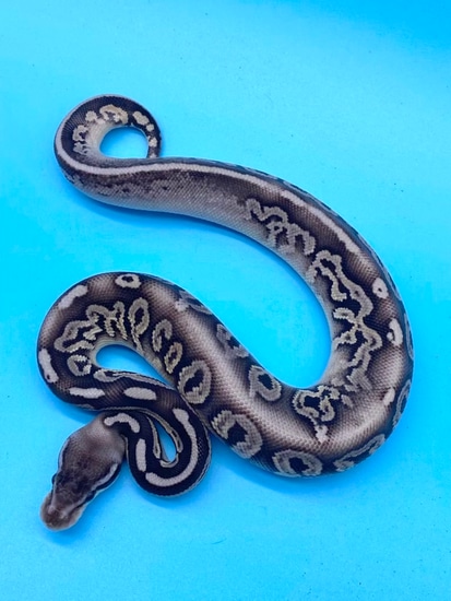 Black Pewter Mojave Het Ghost Ball Python by RTLM Exotics