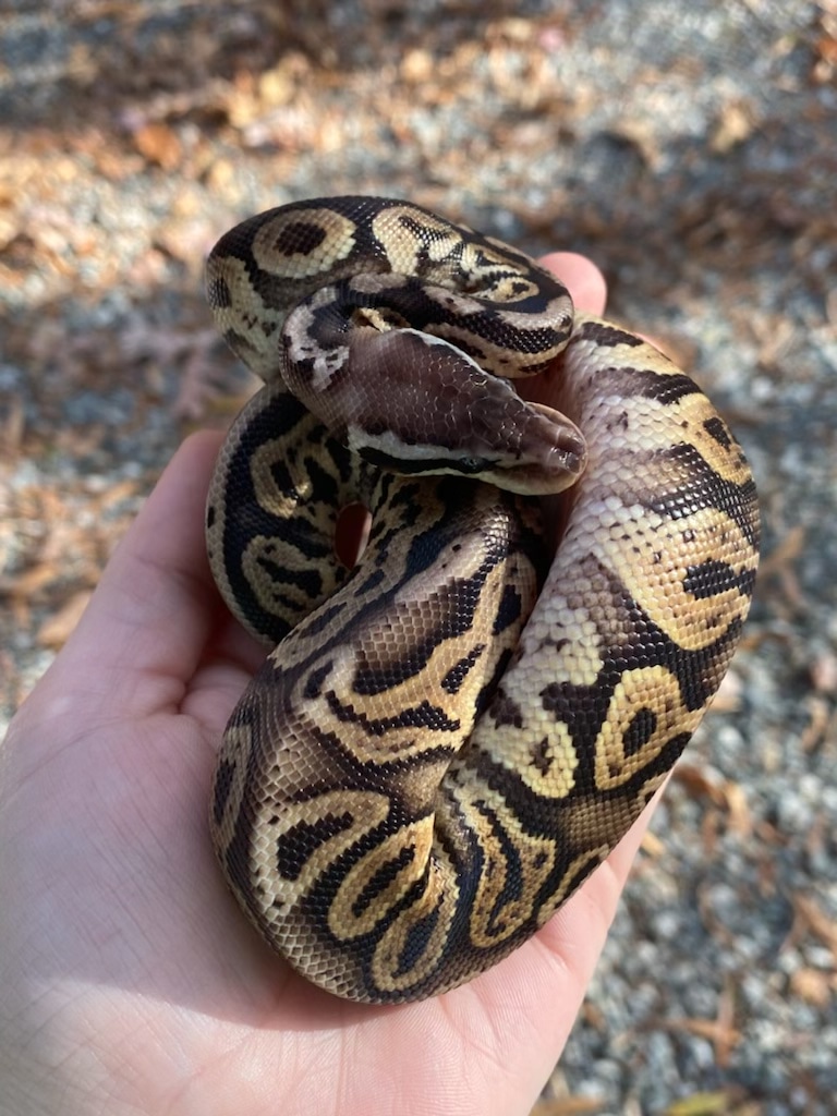 Black Pewter Het Candy Ball Python by RTLM Exotics - MorphMarket
