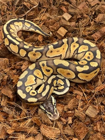 Enchi Pewter Yellow Belly Ball Python by RTLM Exotics