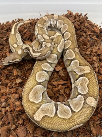 Lesser Scaleless Head Ball Python by RTLM Exotics - MorphMarket