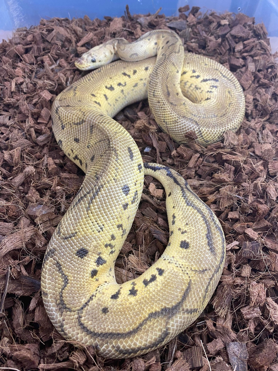 Pastel Yellow Belly Clown Ball Python by RTLM Exotics - MorphMarket
