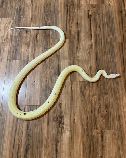 Cow Pos Het Purple Reticulated Python by RTLM Exotics