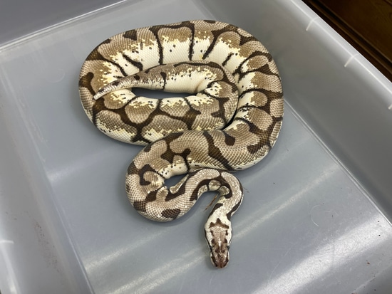 Zena - (Zebra Bee) Ball Python by Cutting Edge Ball Pythons