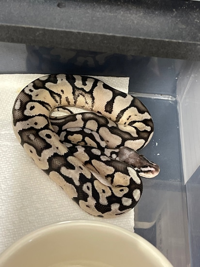 Amur Ball Python by Cutting Edge Ball Pythons