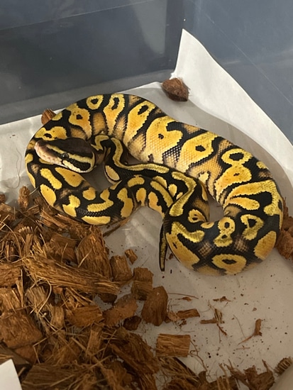 Jarvis Ball Python by Cutting Edge Ball Pythons