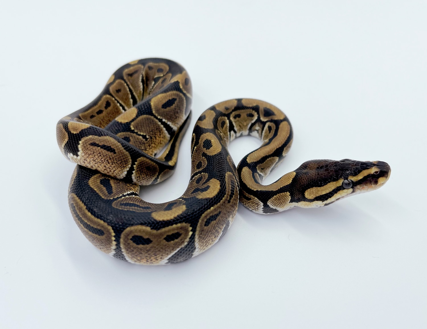 Normal Ball Python by Cutting Edge Ball Pythons - MorphMarket