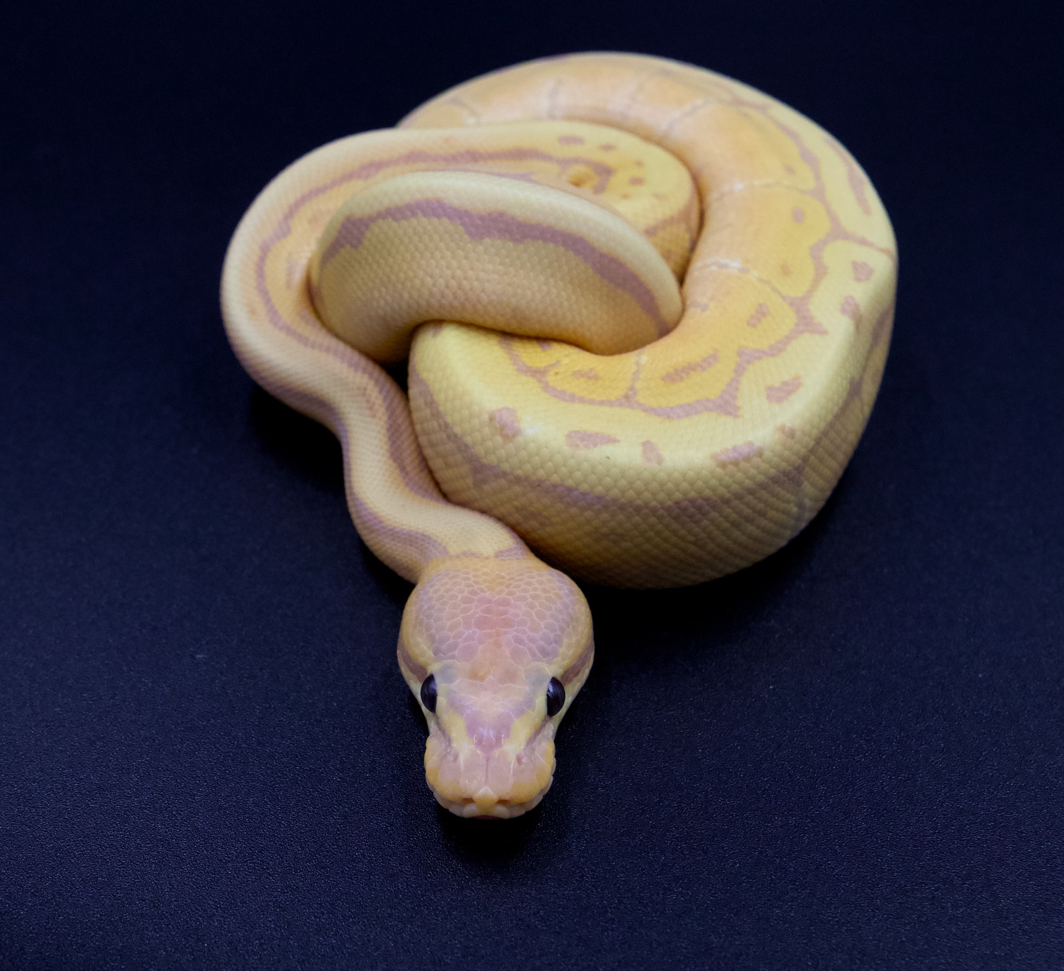 Banana, Pinstripe Ball Python by Cutting Edge Ball Pythons - MorphMarket