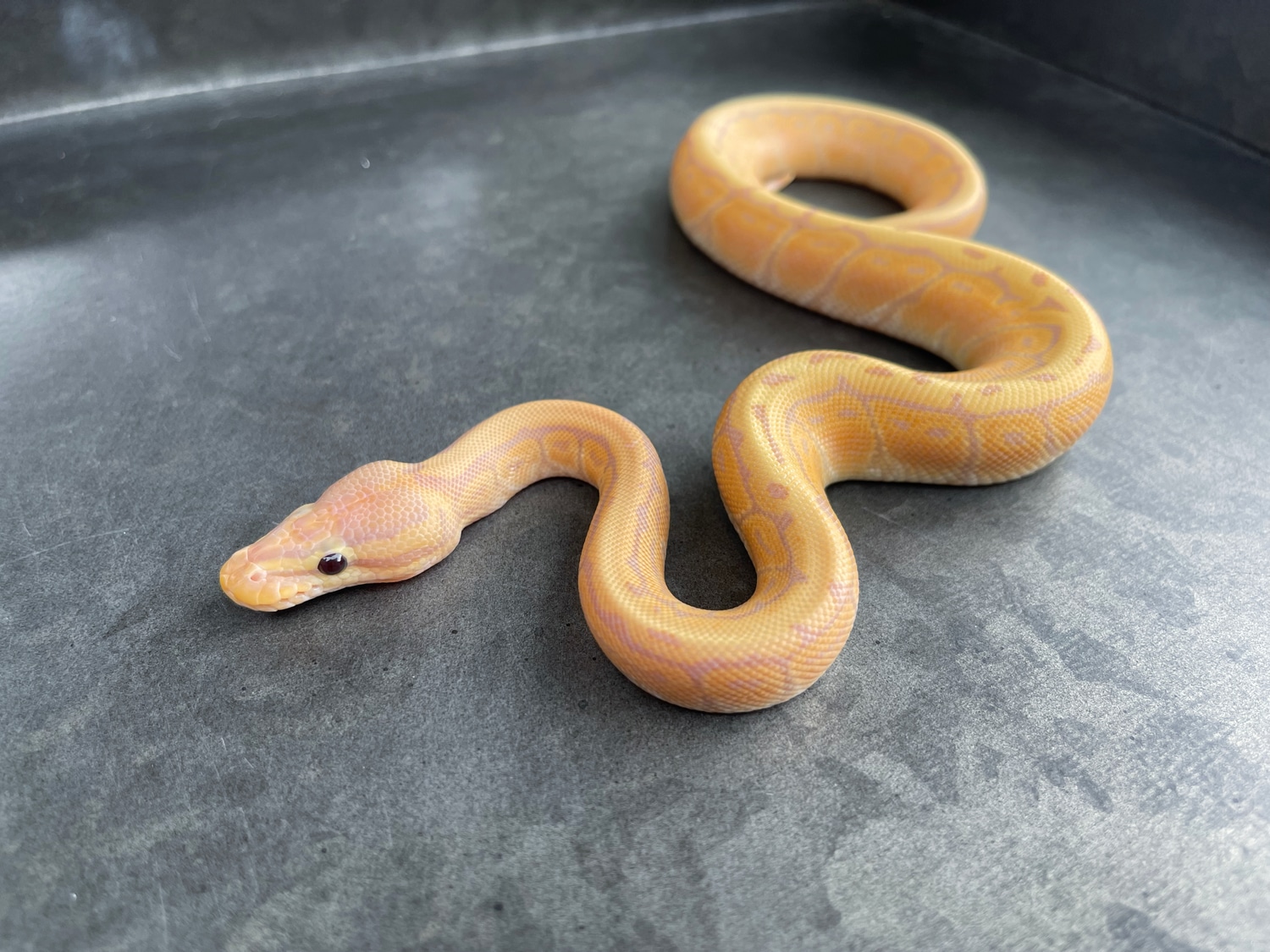 Banana, Pinstripe Ball Python by Cutting Edge Ball Pythons - MorphMarket
