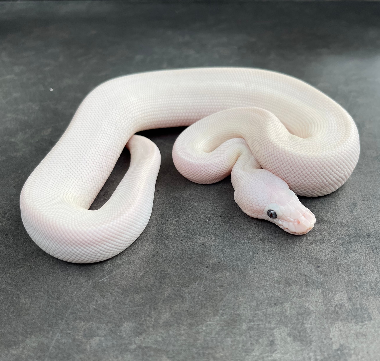 B.E.L / Lesser Mojave (Poss Granite, HGW,Pastel) Ball Python by Cutting ...
