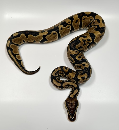 Het Albino, Het Pied Ball Python by Cutting Edge Ball Pythons