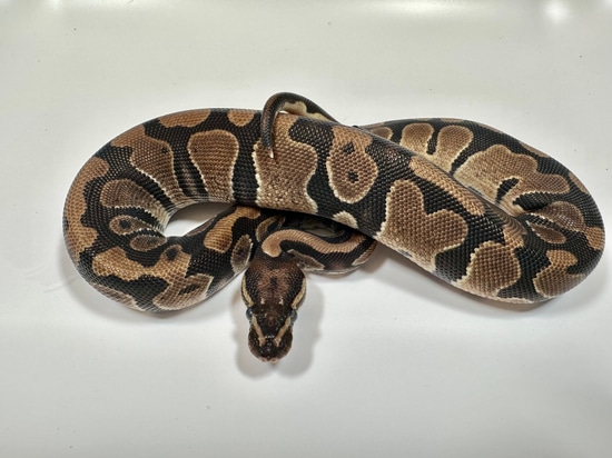 Het Albino, Het Pied Ball Python by Cutting Edge Ball Pythons