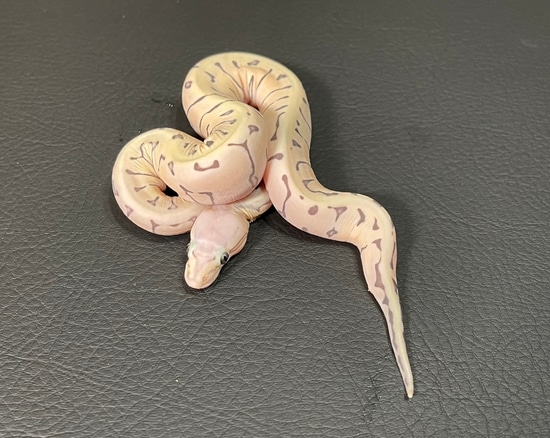 Pastel Super Scaleless Head Spinstripe Ball Python by Cutting Edge Ball Pythons