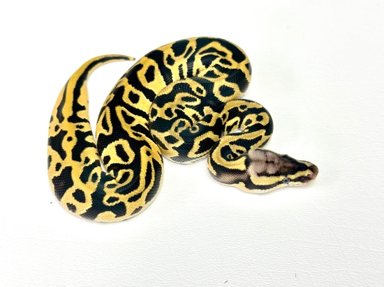 Pastel, Enchi, Orange Dream, Leopard, Yellow Belly 100% Het Clown Ball Python by Cutting Edge ...