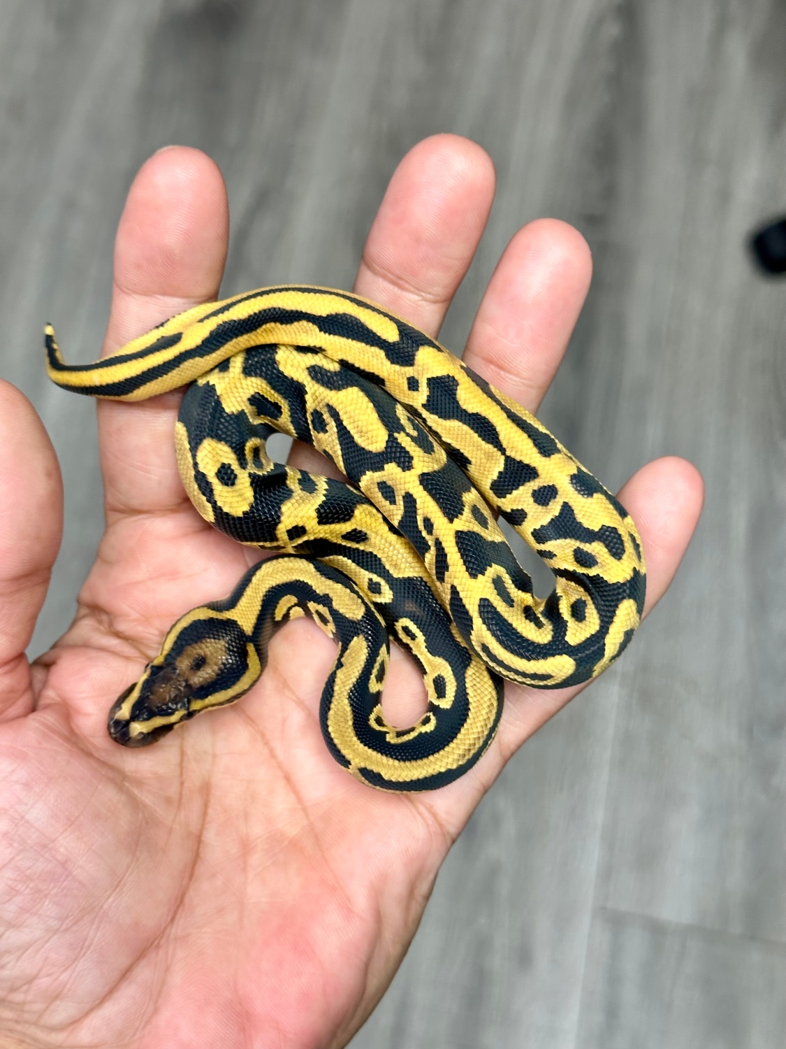 Enchi, Orange Dream, Leopard, Yellow Belly 100% Het Clown Ball Python ...