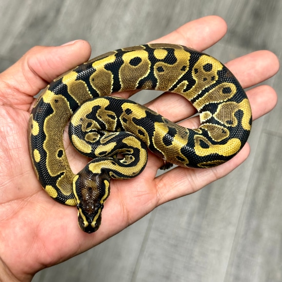 DH Albino/ Piebald Ball Python by Cutting Edge Ball Pythons