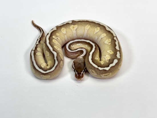 Lesser, HGW, Granite, Pastel Ball Python by Cutting Edge Ball Pythons