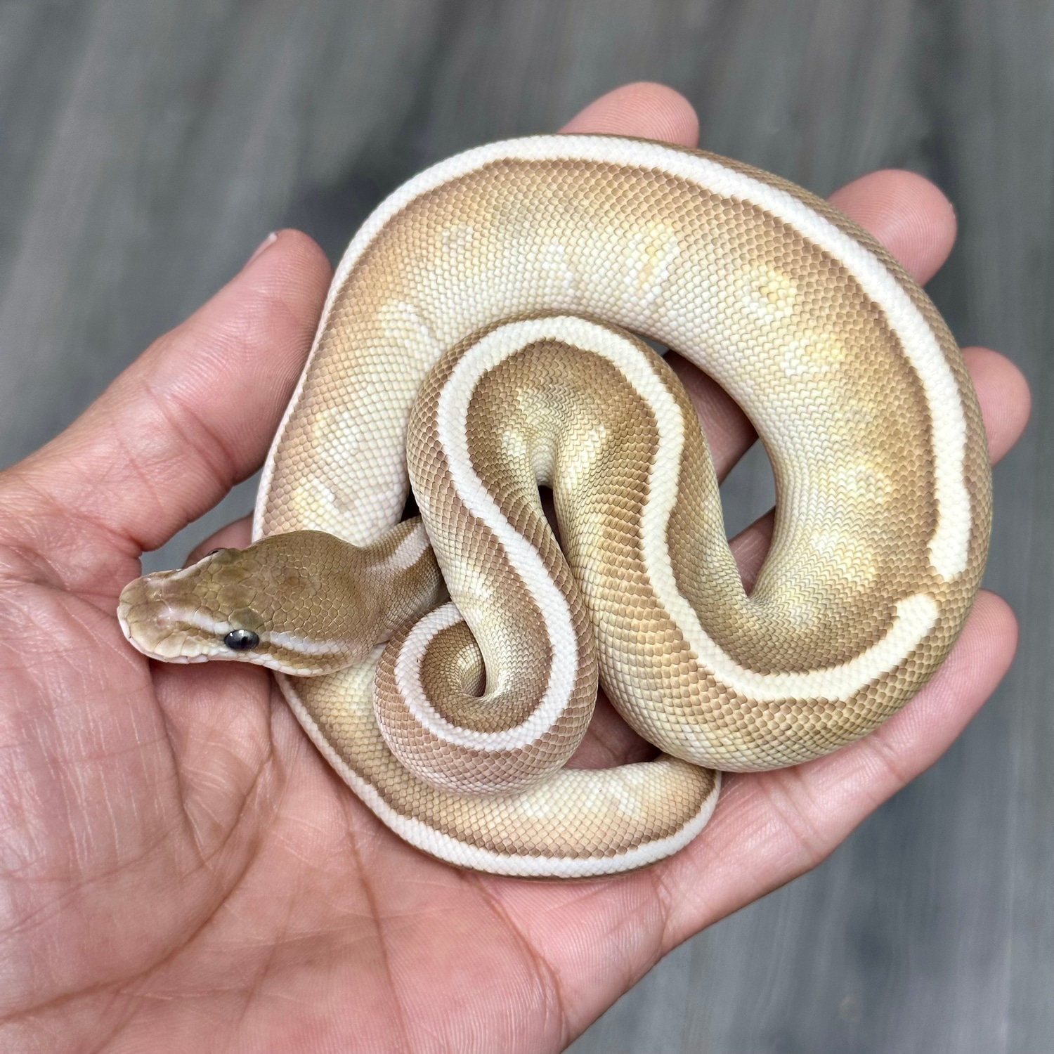 Pastel, Leaser, HGW (Soul Sucker) Ball Python by Cutting Edge Ball ...