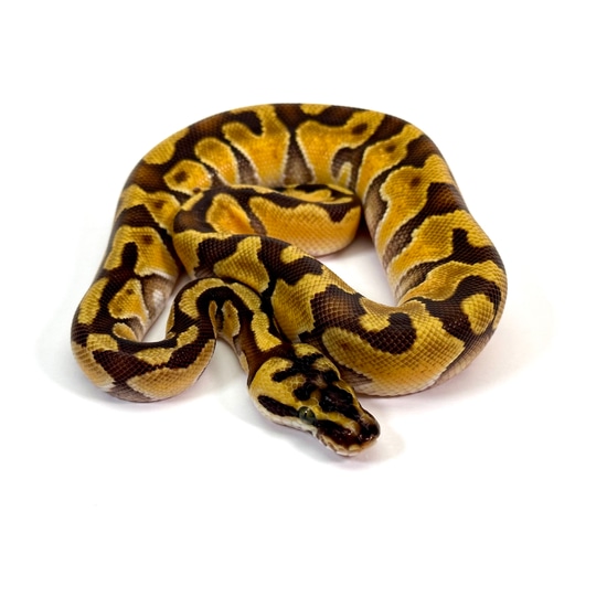 Pastel, Super Enchi, 66% Het Piebald Ball Python by Cutting Edge Ball Pythons
