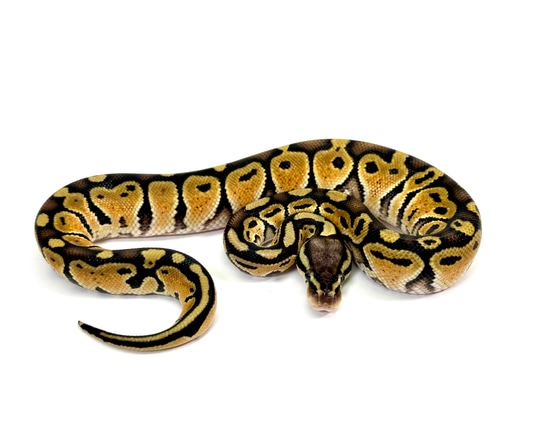 Pastel Special Enchi 66 Het Piebald Ball Python By Cutting Edge Ball Pythons 