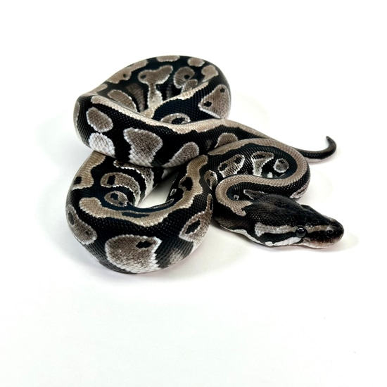 Axanthic Tsk 66% Het Piebald Ball Python by Cutting Edge Ball Pythons