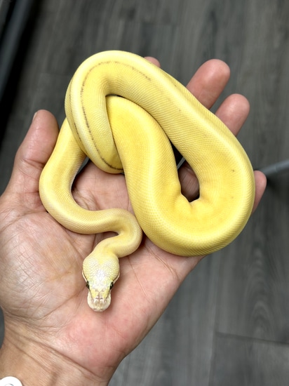 Logan Ball Python by Cutting Edge Ball Pythons