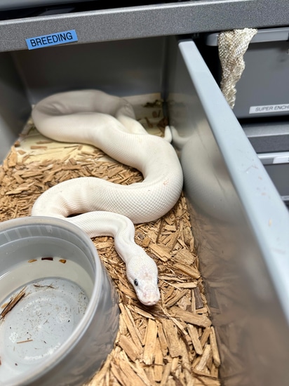 Luca Ball Python by Cutting Edge Ball Pythons