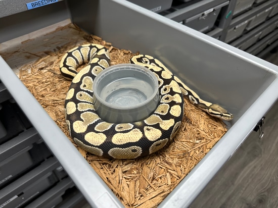 Dexter (Desert Ghost, Het Clown) Ball Python by Cutting Edge Ball Pythons