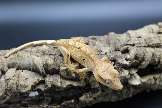Yellow Dalmation Pores Visible Crested Gecko by Burning Bush Reptiles