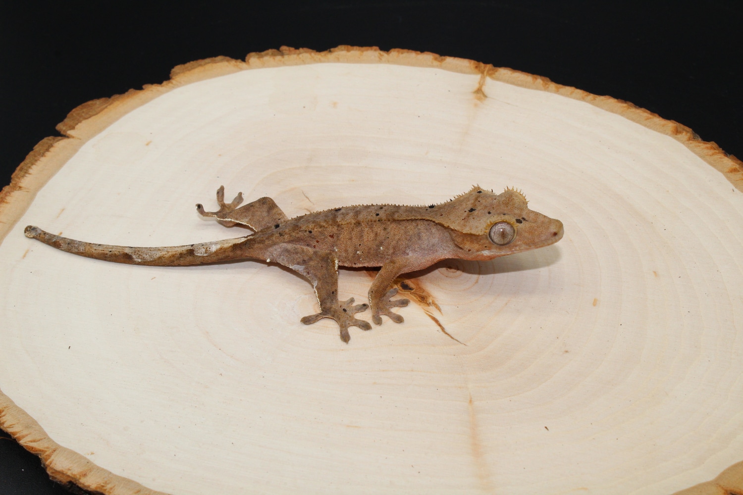 Yellow Dalmation Port Holes And White Tipped Crests, Possible Pores ...