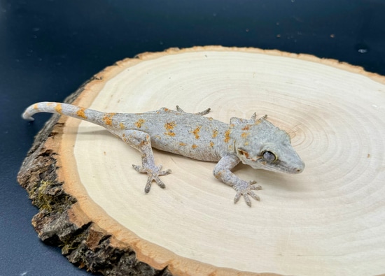 Orange Blotch Pos Phantom Eye Gargoyle Gargoyle Gecko by Burning Bush ...