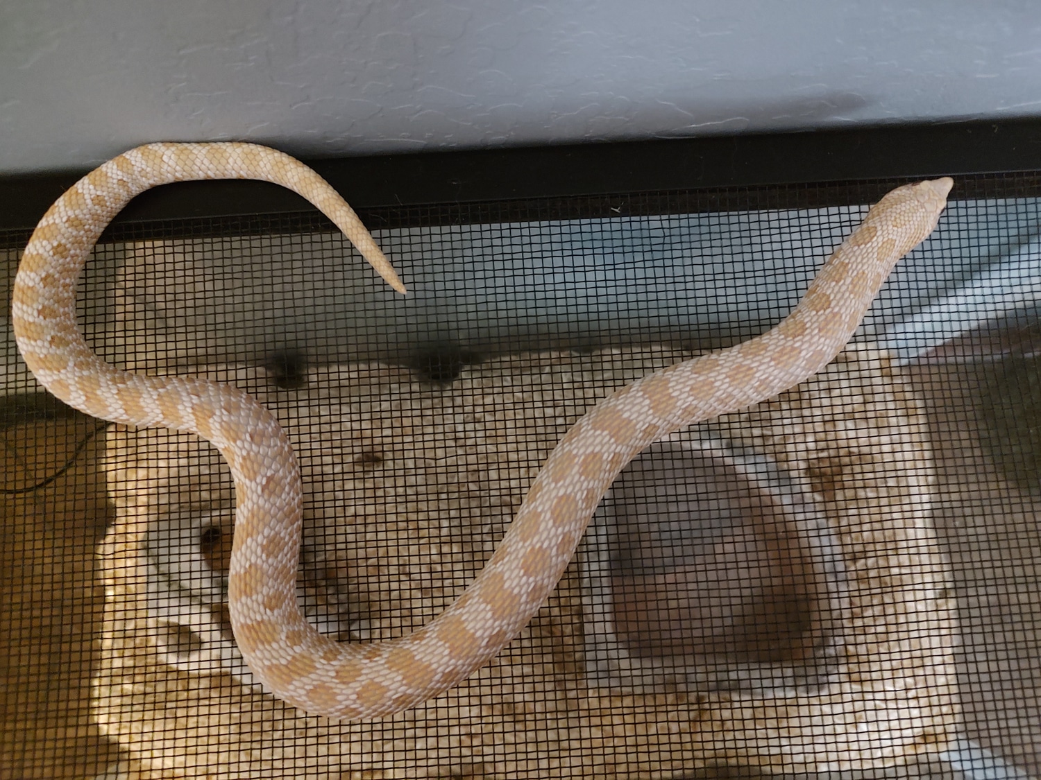 Albino Western Hognose by JD Boas & Inverts - MorphMarket