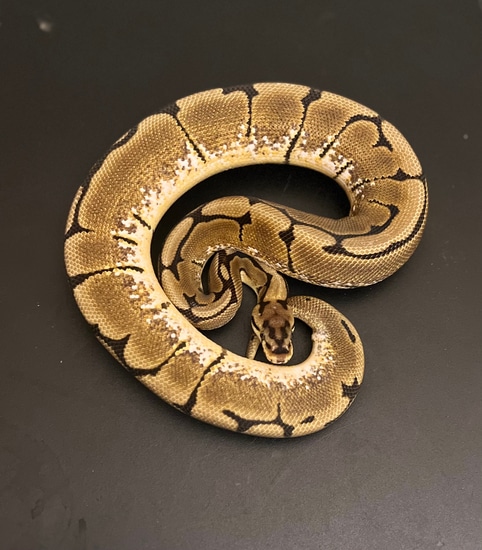 Spider 100% Het Clown Ball Python by JB Exotics