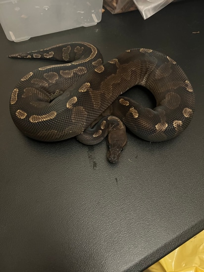 GHI Cinnamon Double Het Tsk/hypo Ball Python by JB Exotics