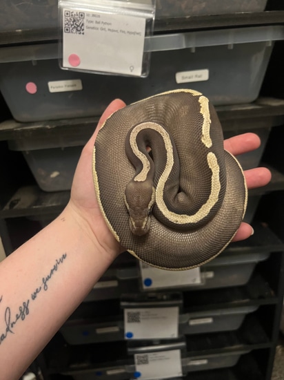 GHI Mojave Fire Het Hypo Ball Python by JB Exotics